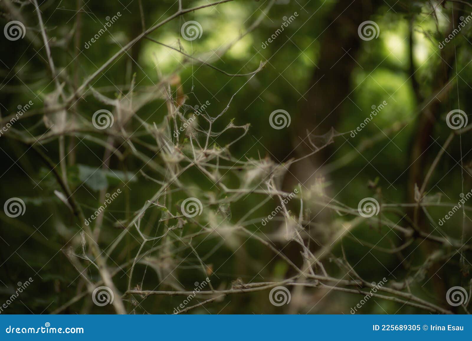 Detail of Tree Branch Covered with Spider Web Stock Image - Image of ...