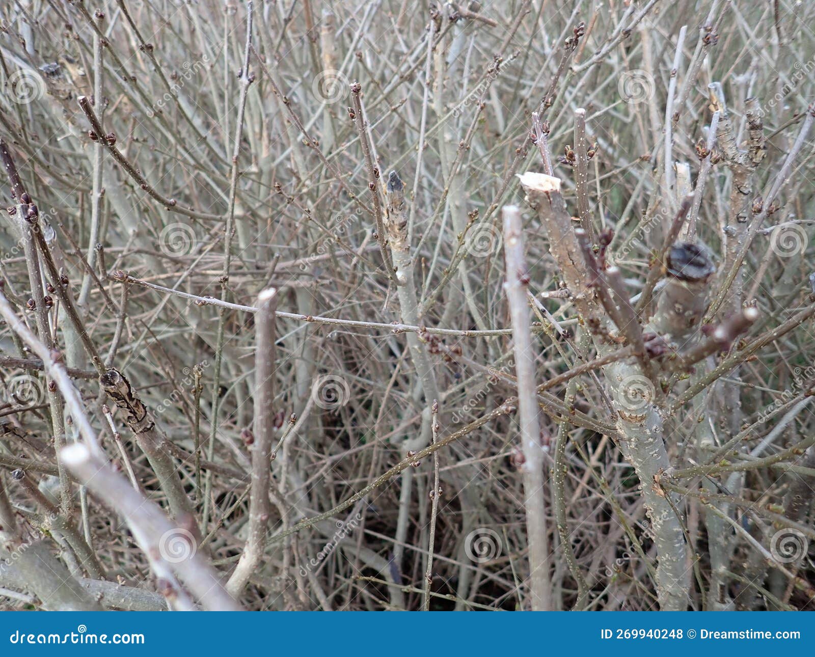 Tree Branches without Leaves in Winter Stock Photo - Image of ...
