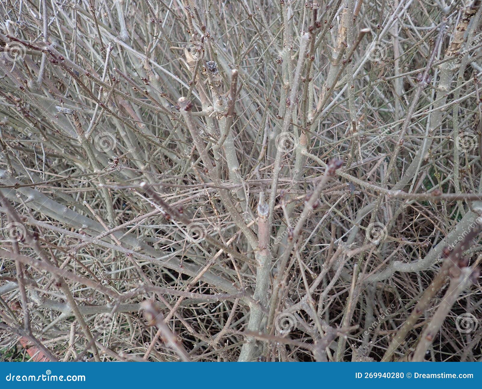 Tree Branches without Leaves in Winter Stock Photo - Image of smooth ...