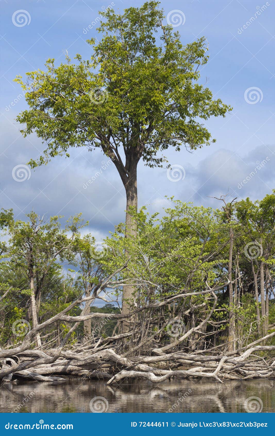 Detail of a Tree and Dried Branches at Amazon River with Local V Stock ...