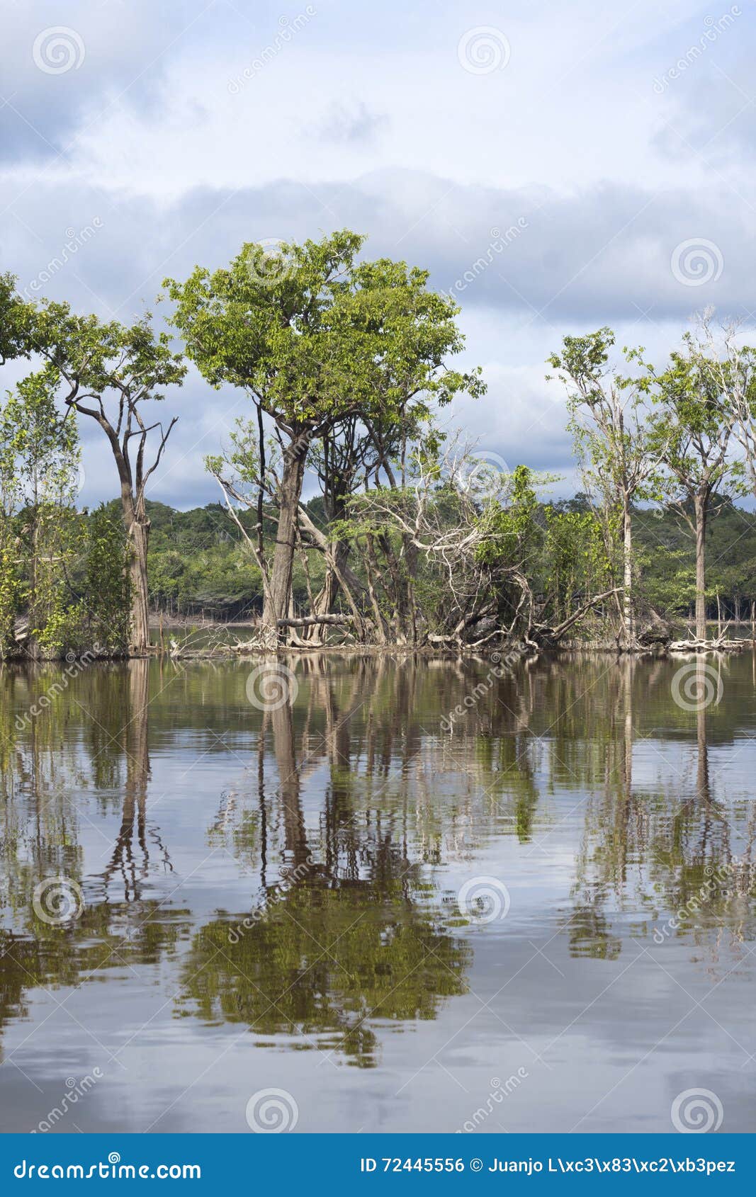 Detail of a Tree and Dried Branches at Amazon River with Local V Stock ...