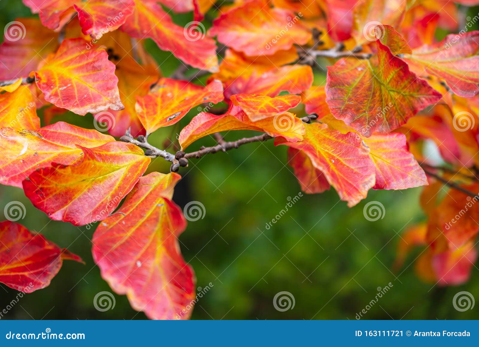 Detail Of Tree With Red Autumnal Leaves On Unfocused Green Background Stock Image Image Of