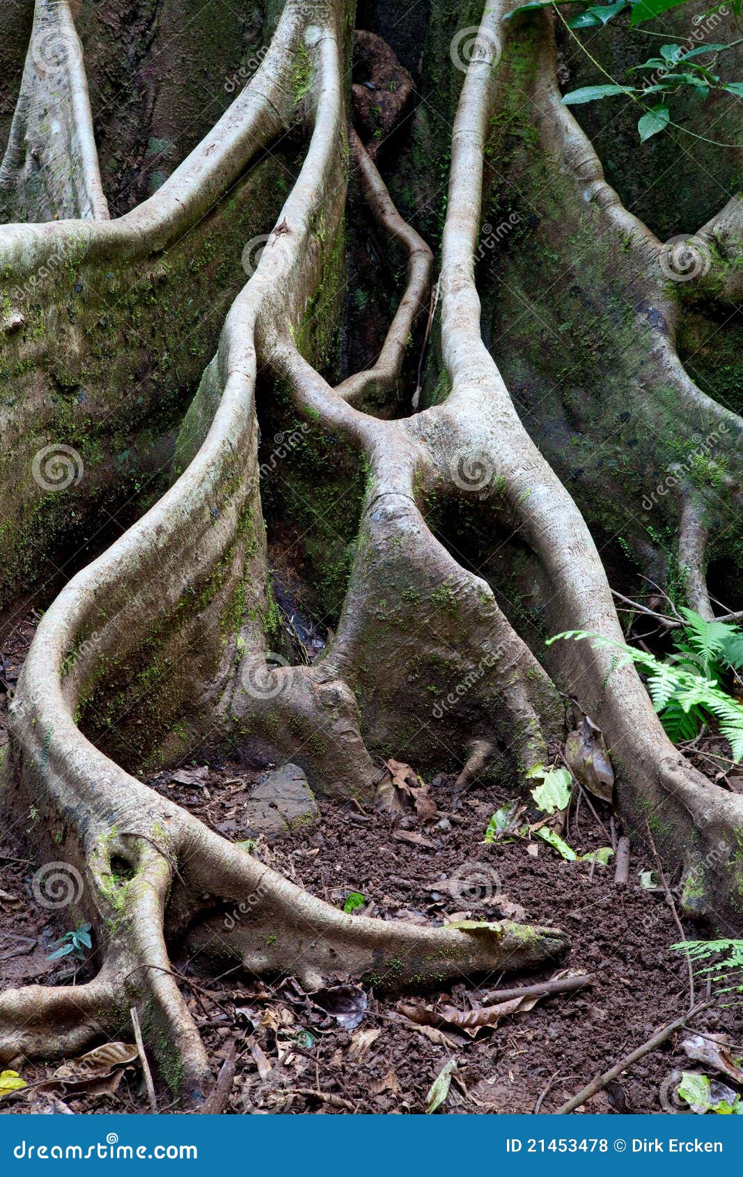 Detail Tree Roots Rain Forest Stock Photo - Image of travel, roots ...