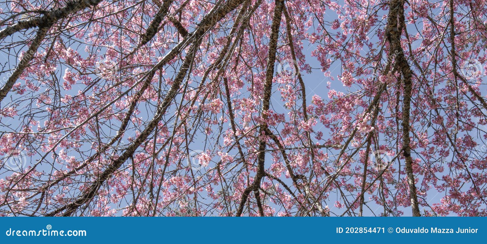 Detail of a Tree Showing Branches and Pink Flowers Stock Image - Image ...