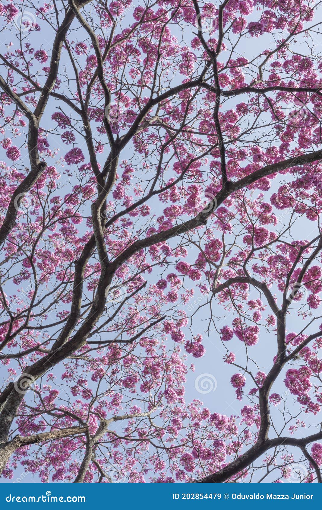 Detail of a Tree Showing Branches and Pink Flowers Stock Image - Image ...