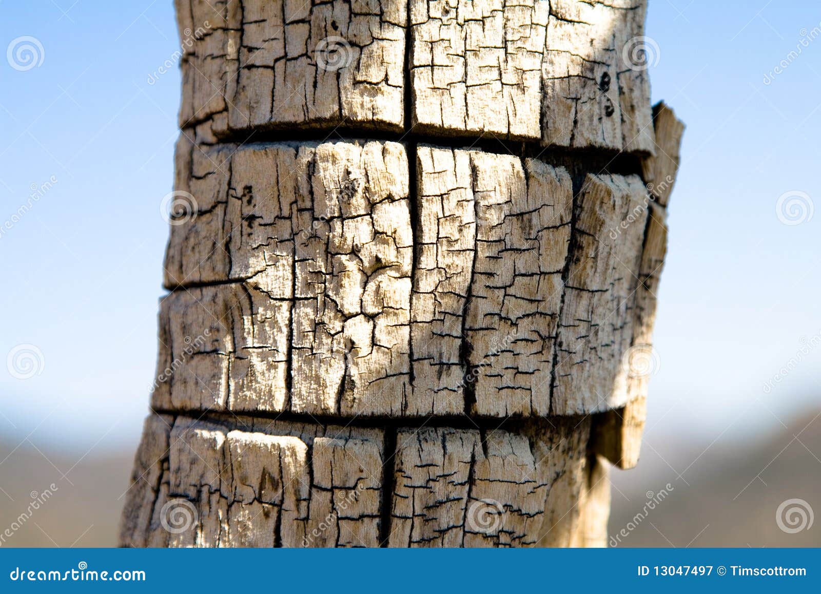 Detail of tree trunk stock image. Image of seasonal, autumn - 13047497