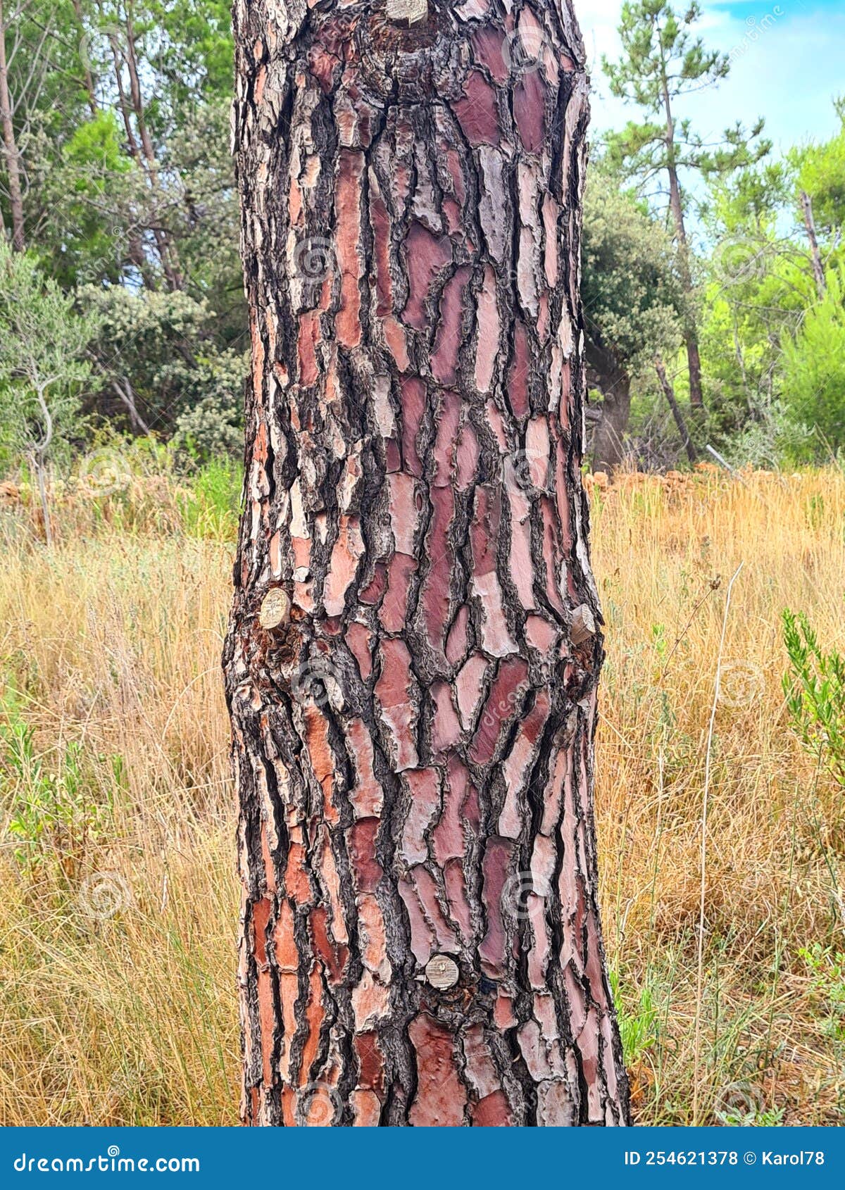 Detail of a Colourful Tree Trunk Bark Stock Photo - Image of tree ...