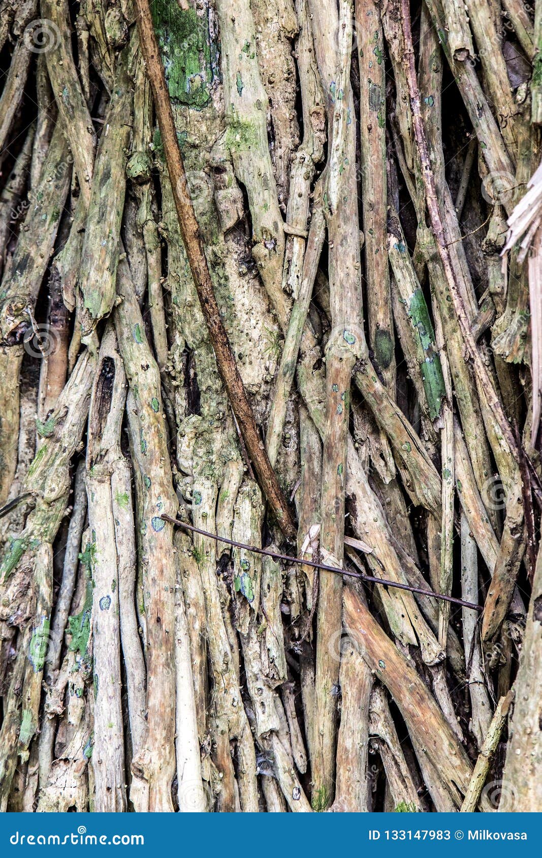 Detail of a Tree Trunk in a Tropical Forest Stock Image - Image of ...