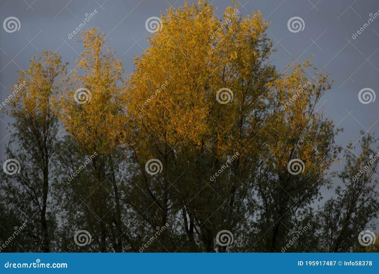 Colored leaves in fall stock image. Image of grey, detail - 195917487