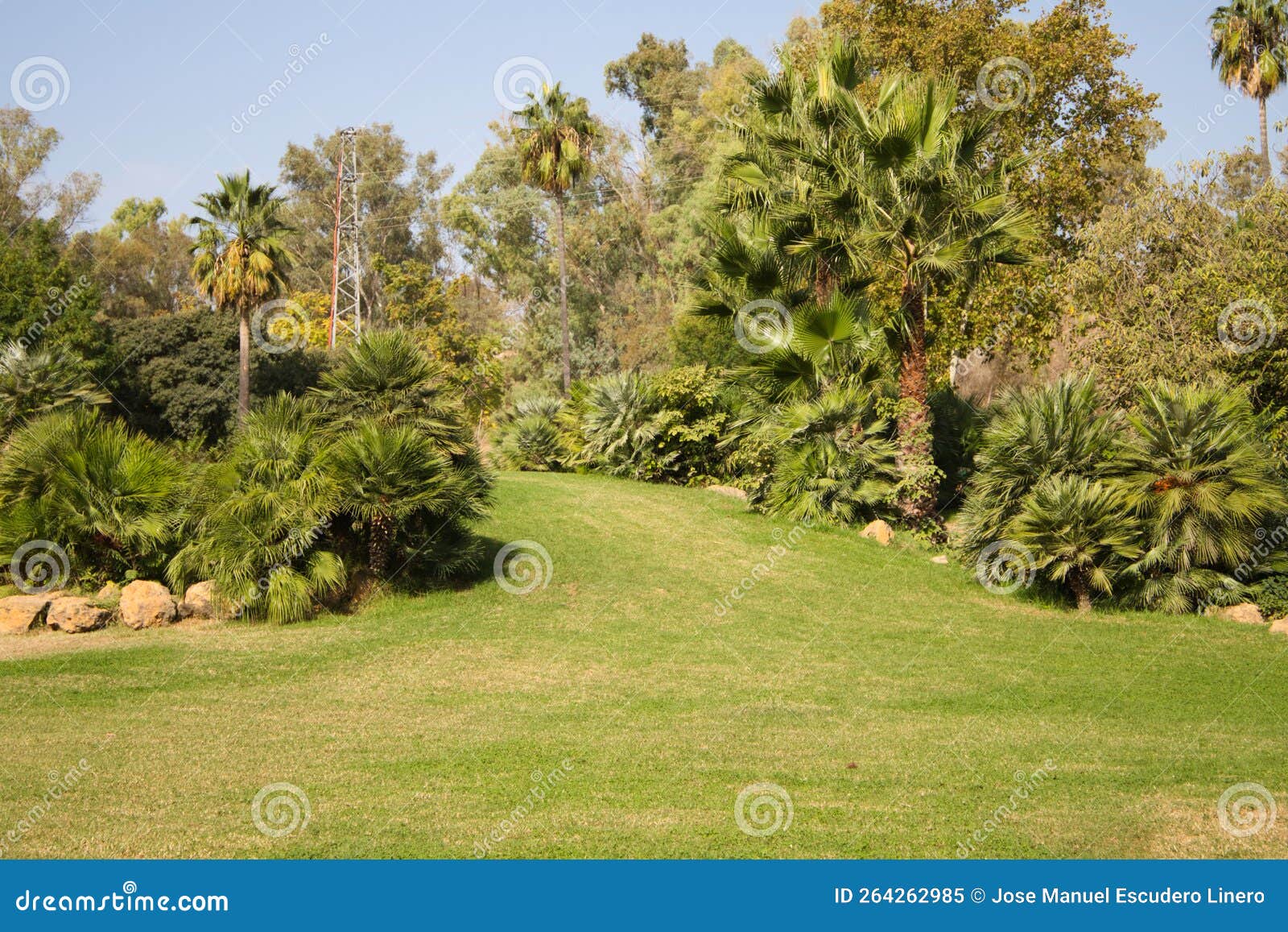 Detail of Trees and Palm Trees in Grassy Park Stock Image - Image of ...