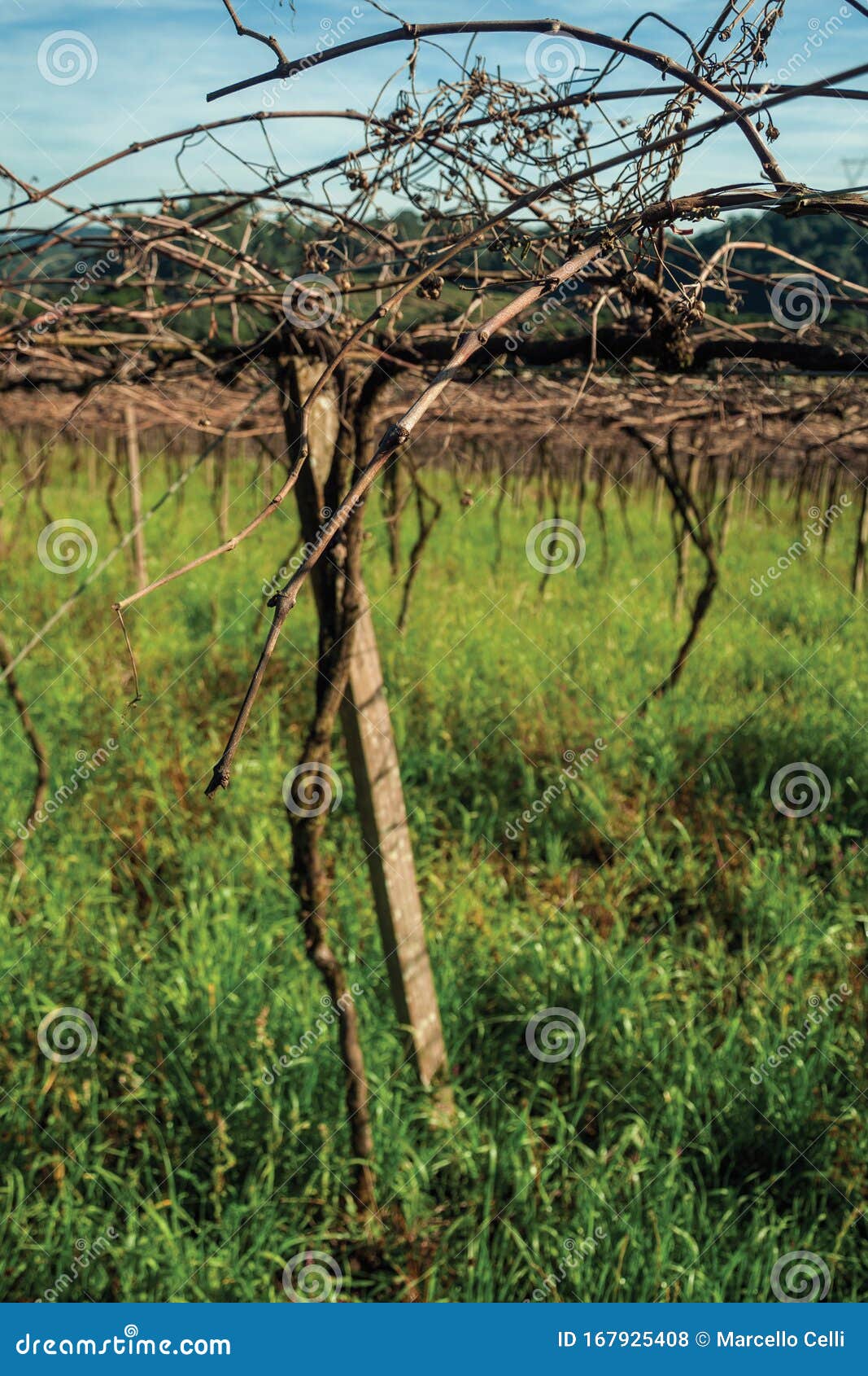 Detail of Trunk and Branches of Leafless Grapevine Stock Photo - Image ...