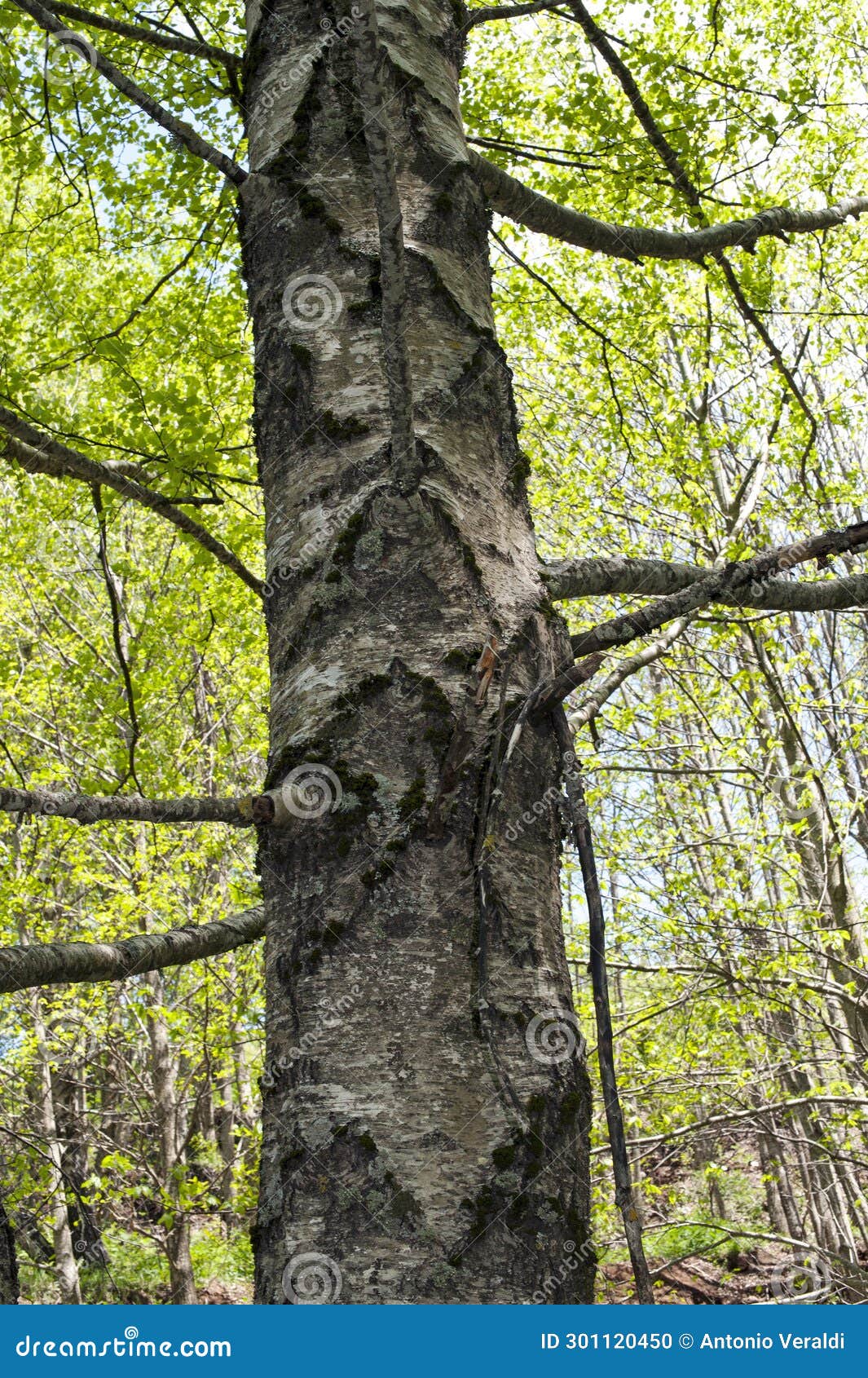 Trunk of a Beech Tree in the Forest. Stock Photo - Image of ...