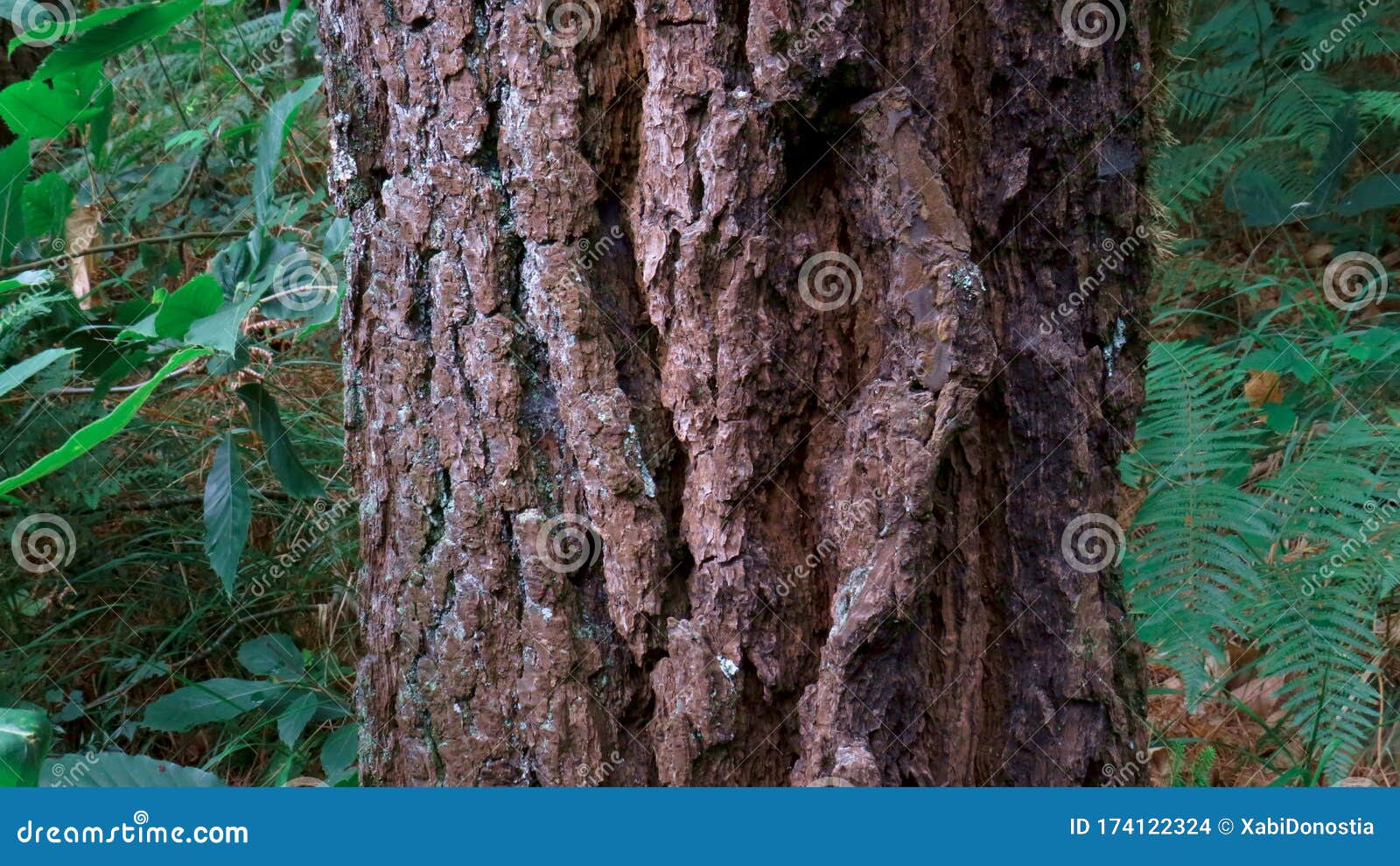 Detail of the Trunk of a Tree of Very Rough Bark among the Vegetation ...