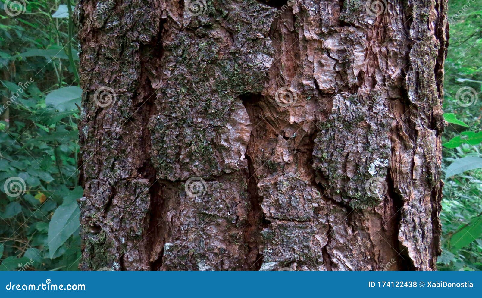 Detail of the Trunk of a Tree of Very Rough Bark among the Vegetation ...