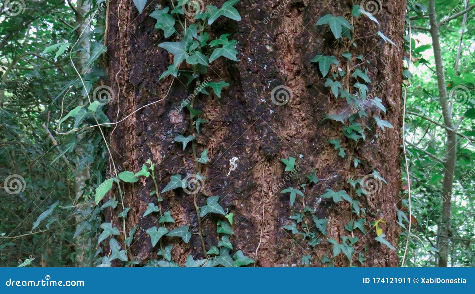 Detail of the Trunk of a Tree with Vines among the Forest Vegetation ...