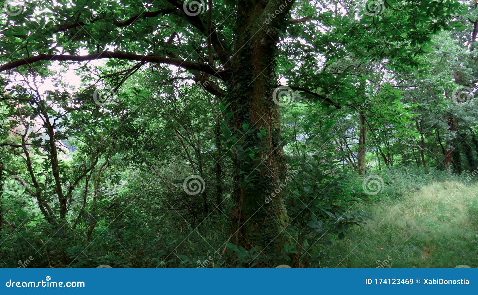 Detail of the Trunk of a Tree with Vines among the Forest Vegetation ...