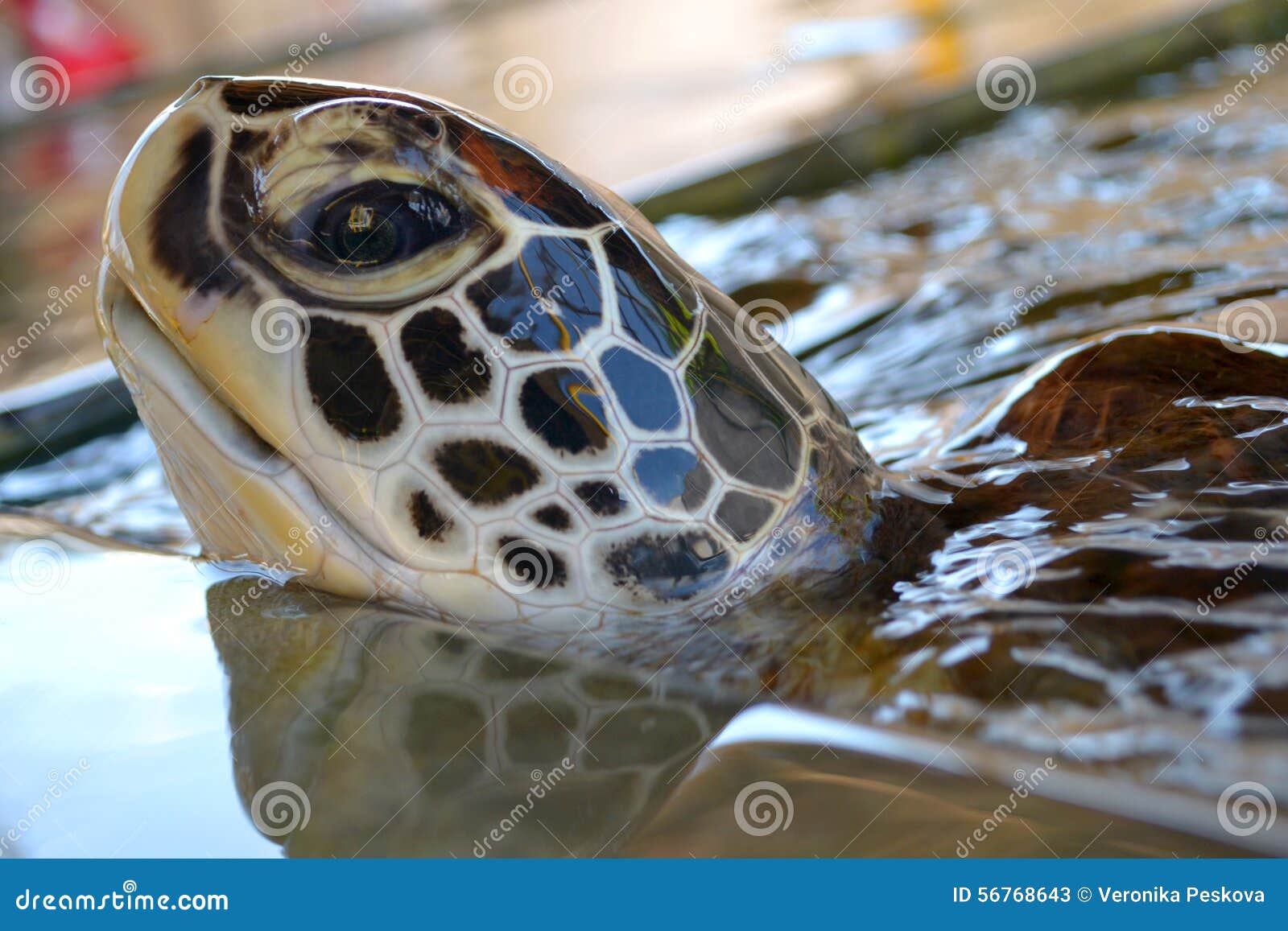 Detail of the Turtle Head Under the Water Stock Image - Image of ...