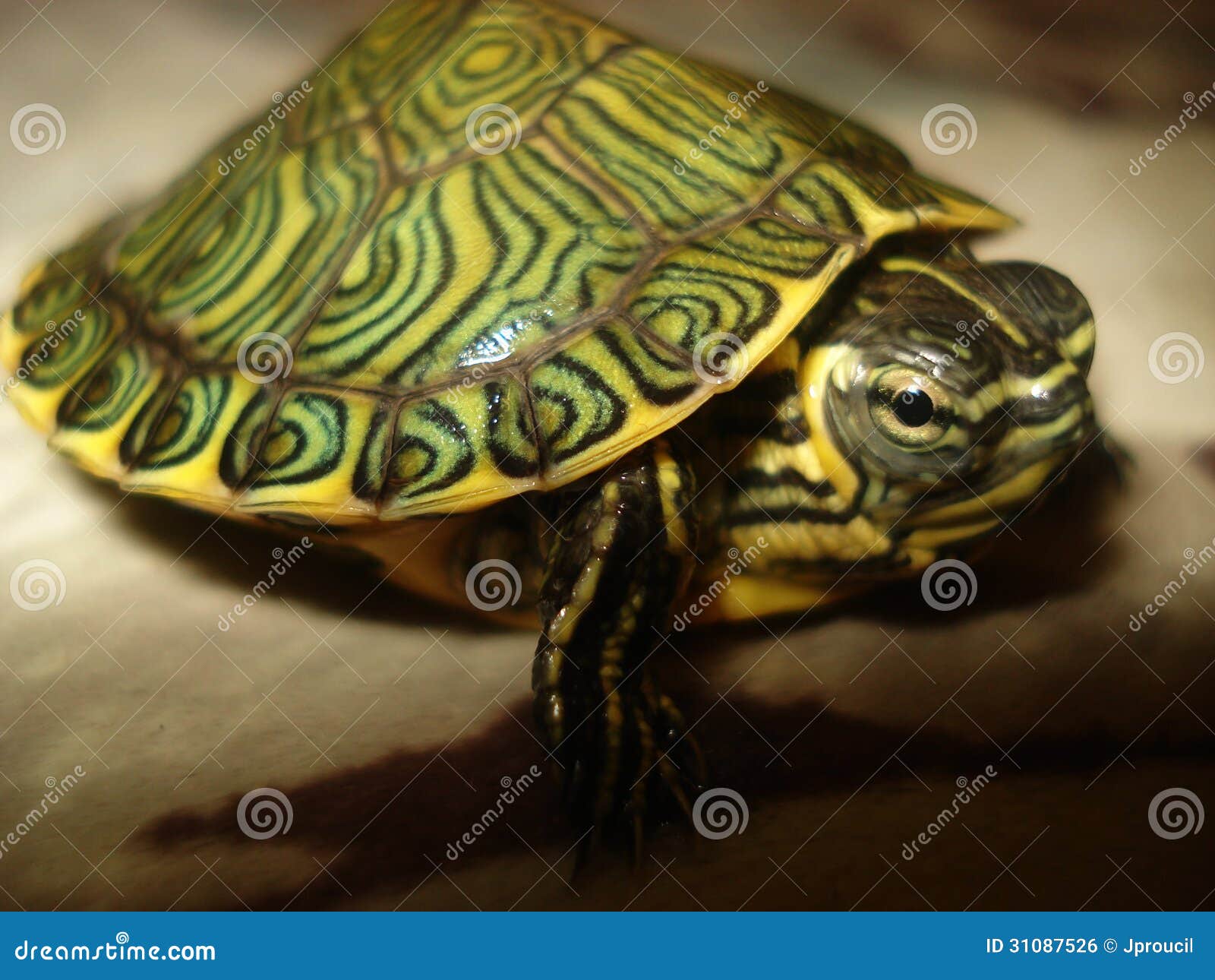 Detail turtle stock photo. Image of holds, color, animals - 31087526