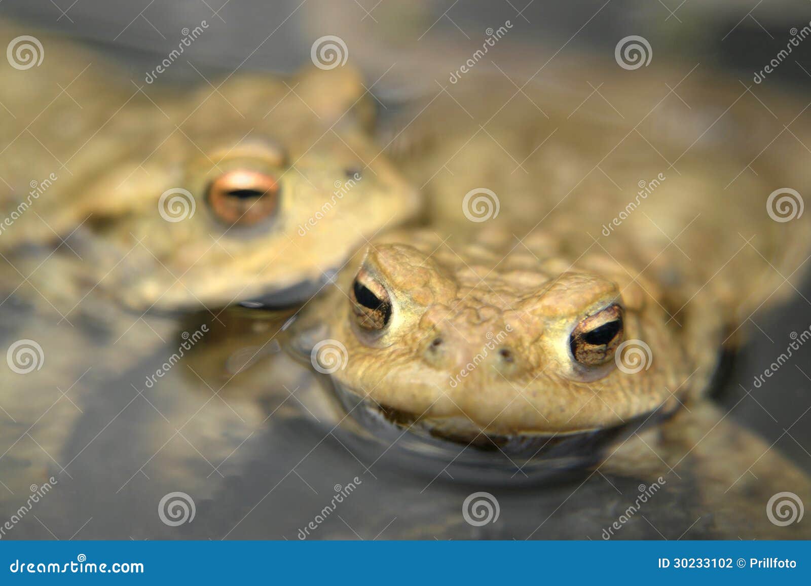 Common toads portrait stock photo. Image of portrait - 30233102