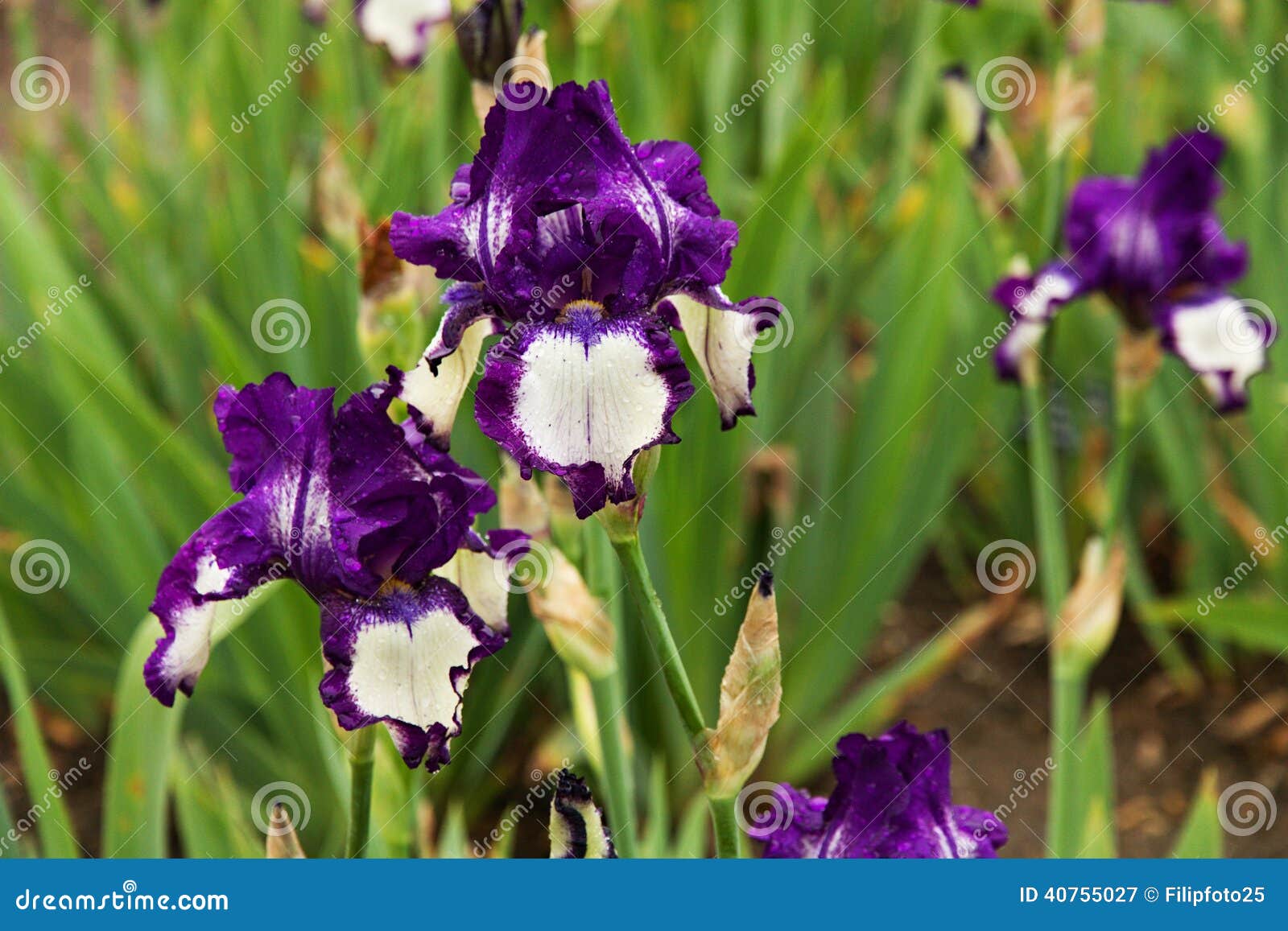Detail of two irises stock image. Image of blooms, colorful - 40755027