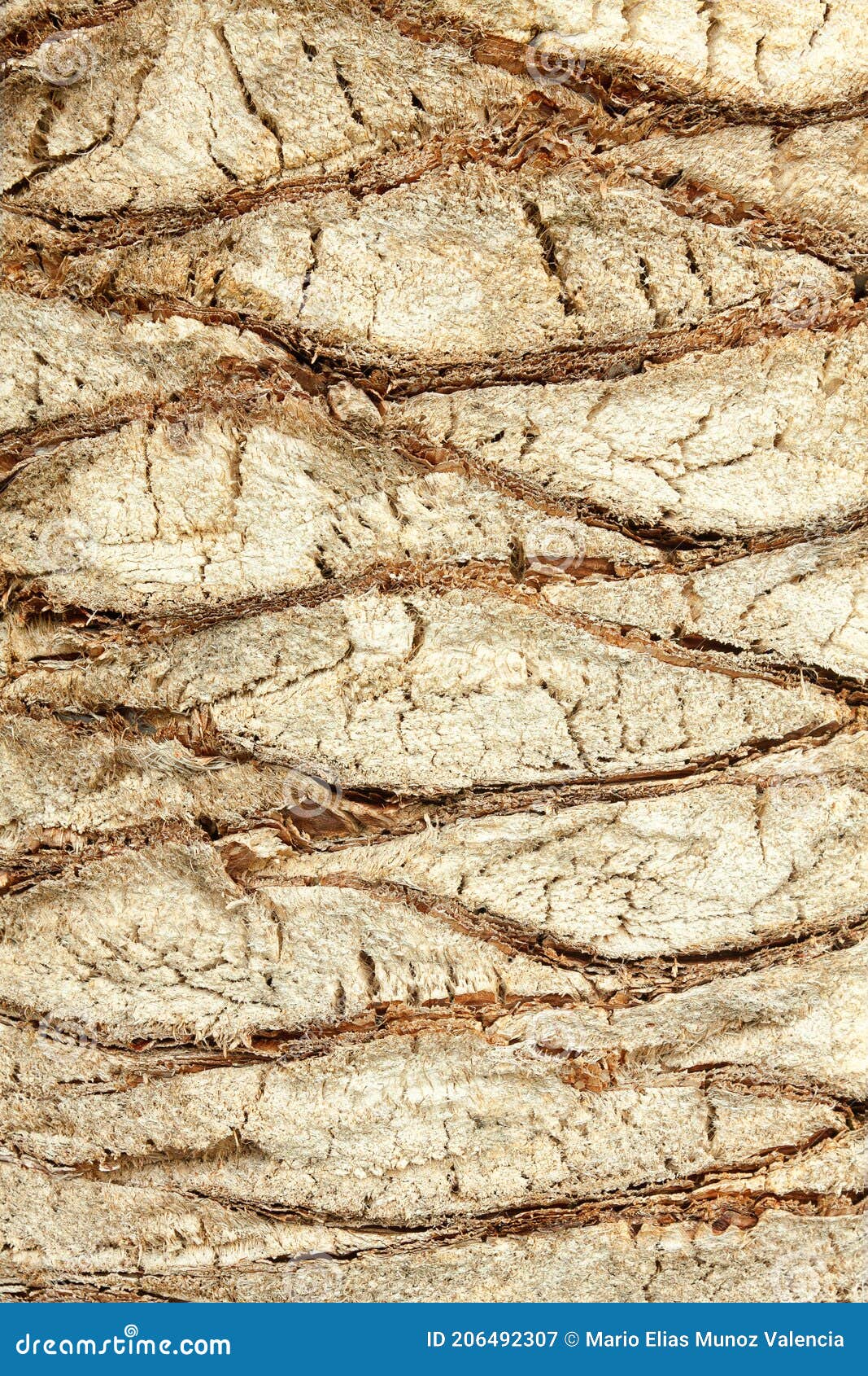 Detail of the Upper Trunk of a Palm Tree Whose Leaves Have Been Pruned ...