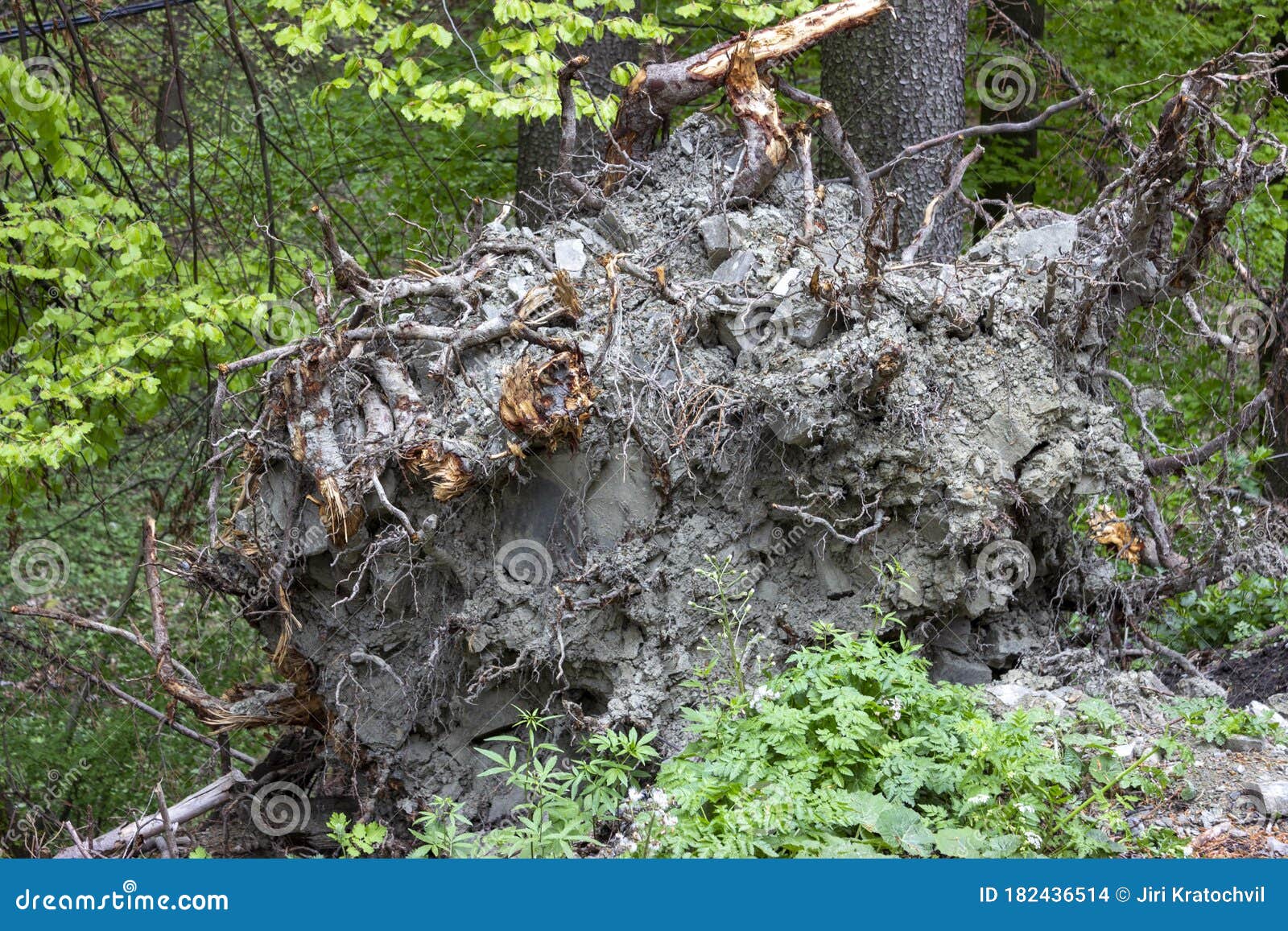 Detail of an Uprooted Tree with Roots and Clay Stock Photo - Image of ...