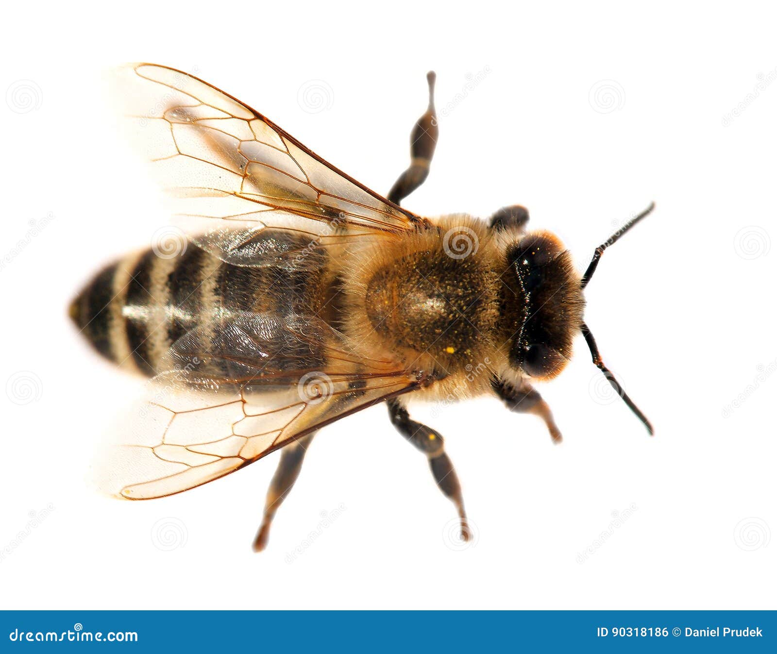 Detail Van Bij of Honingbij, Apis Mellifera Stock Foto - Image of ...