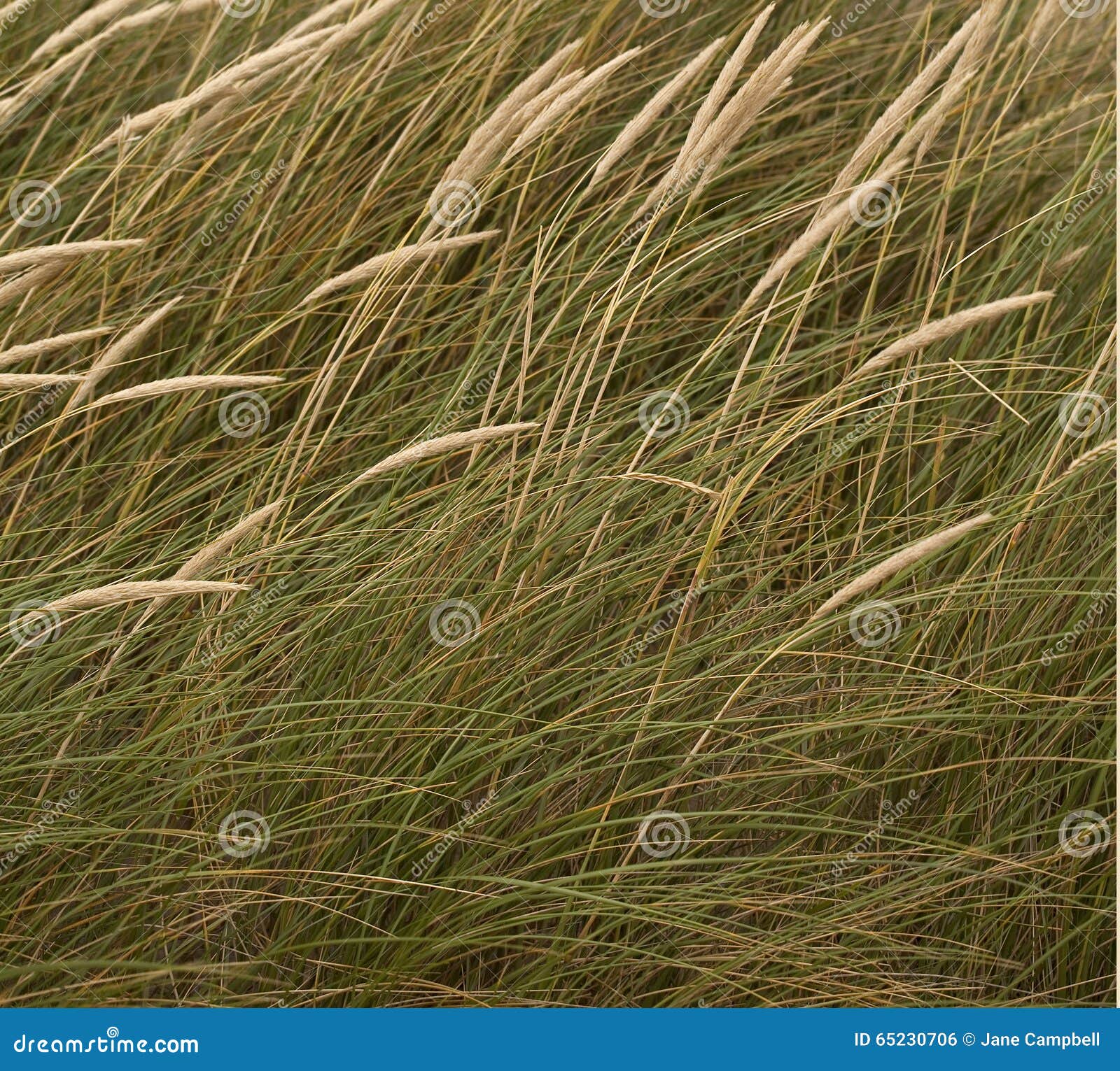 Detail van Duingras stock foto. Image of boete, onderscheidend - 65230706