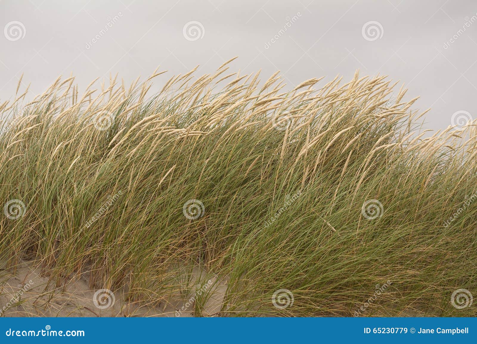 Detail van Duingras stock afbeelding. Image of jutland - 65230779