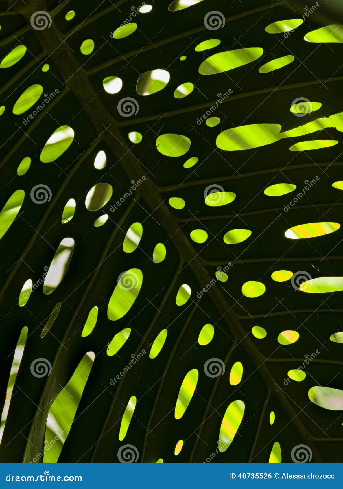 Detail Van Geperforeerd Blad Van Monstera-deliciosa Stock Foto - Image ...