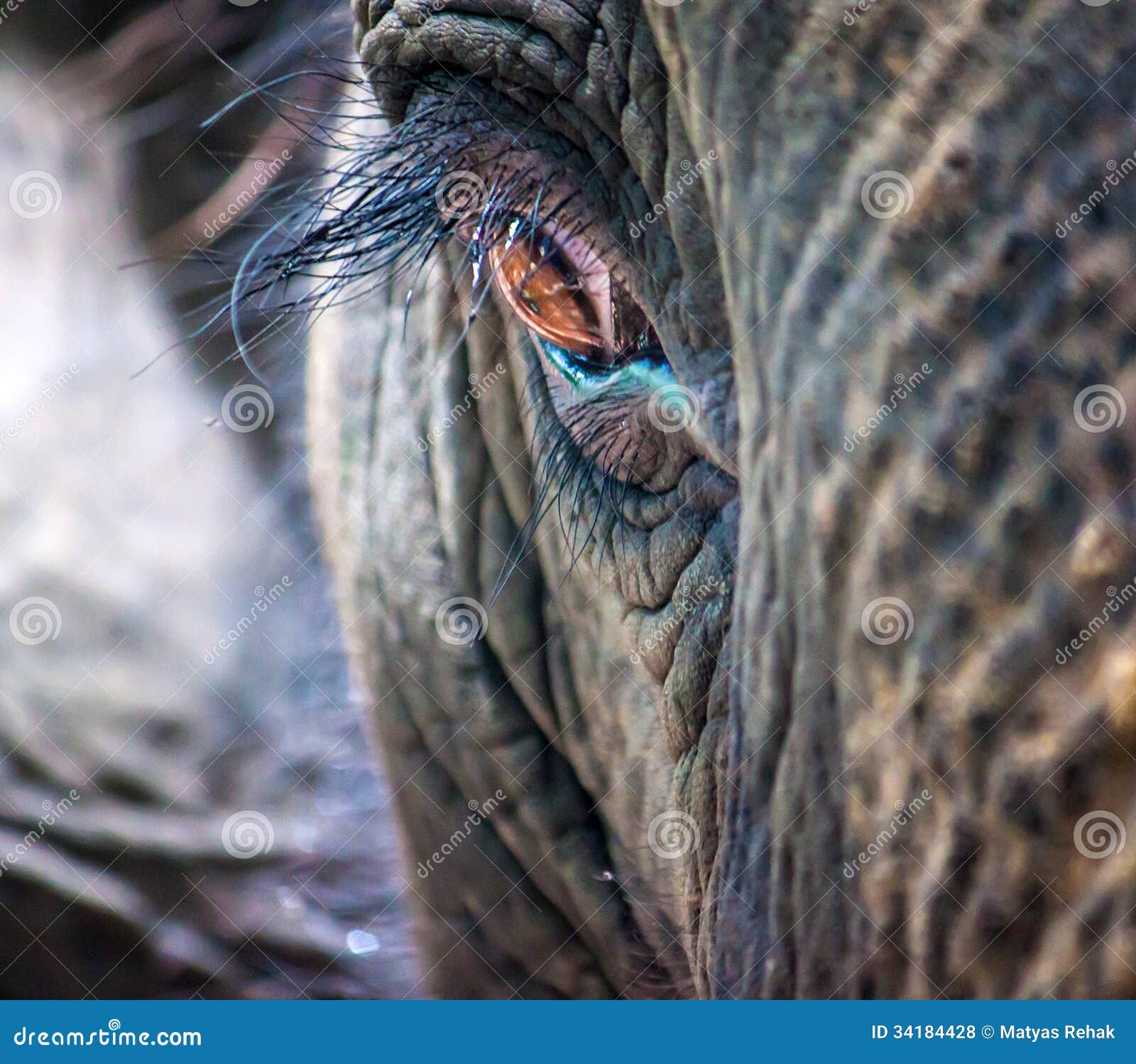 Detail Van Het Oog Van Een Olifant Stock Foto - Image of herbivoor ...