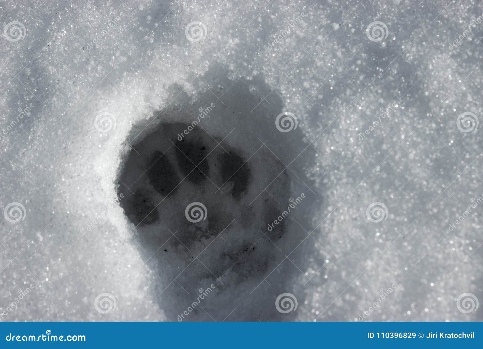 Detail Van Kattenspoor in De Sneeuw Stock Afbeelding - Image of helling ...