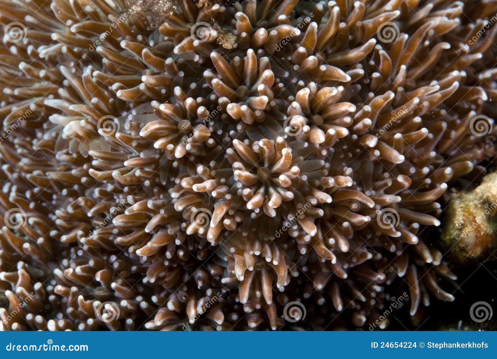 Detail Van Koraal in Het Rode Overzees. Stock Foto - Image of water ...