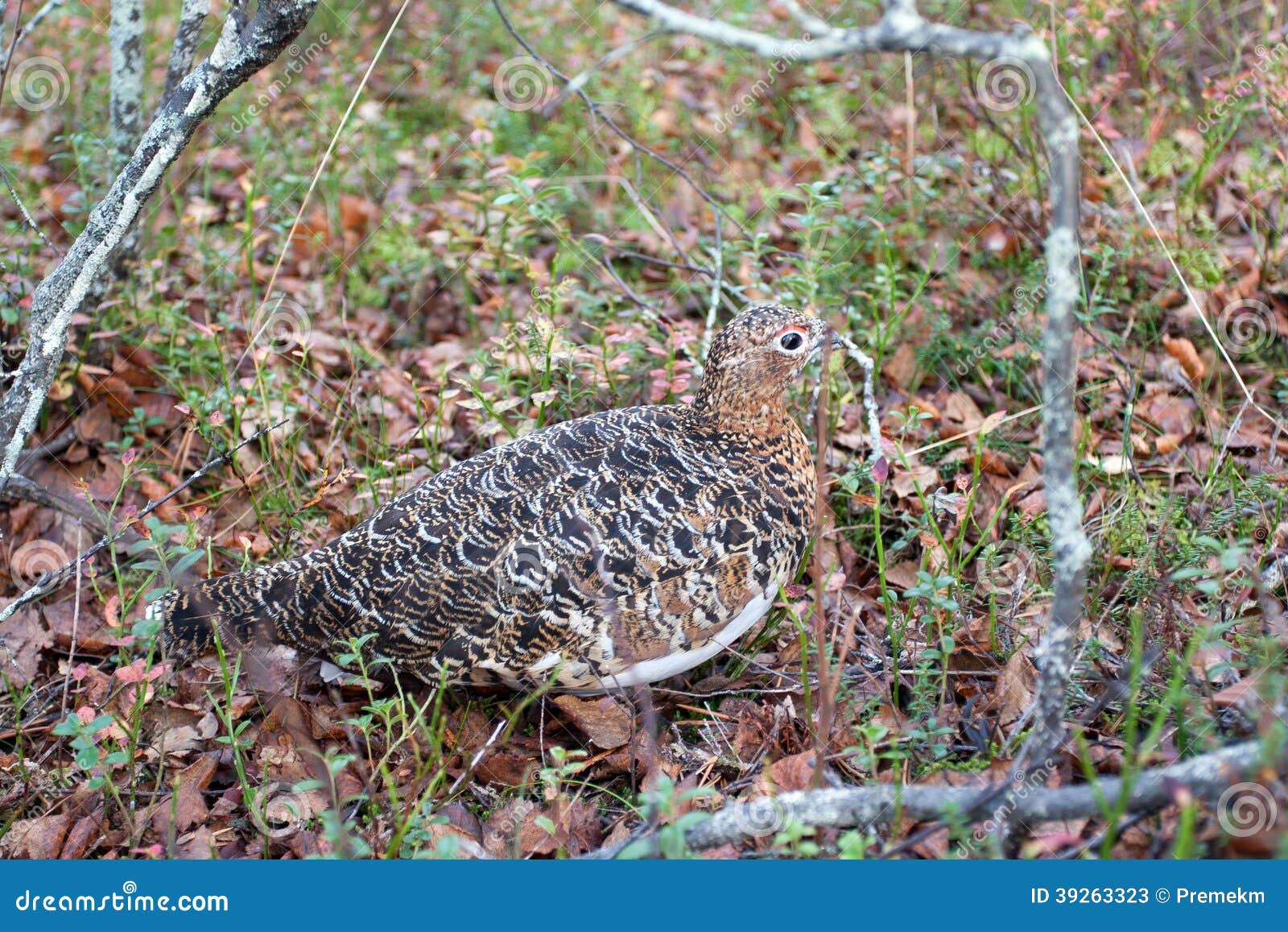 Detail Van Patrijs in Taiga-Bos Stock Afbeelding - Image of finland ...