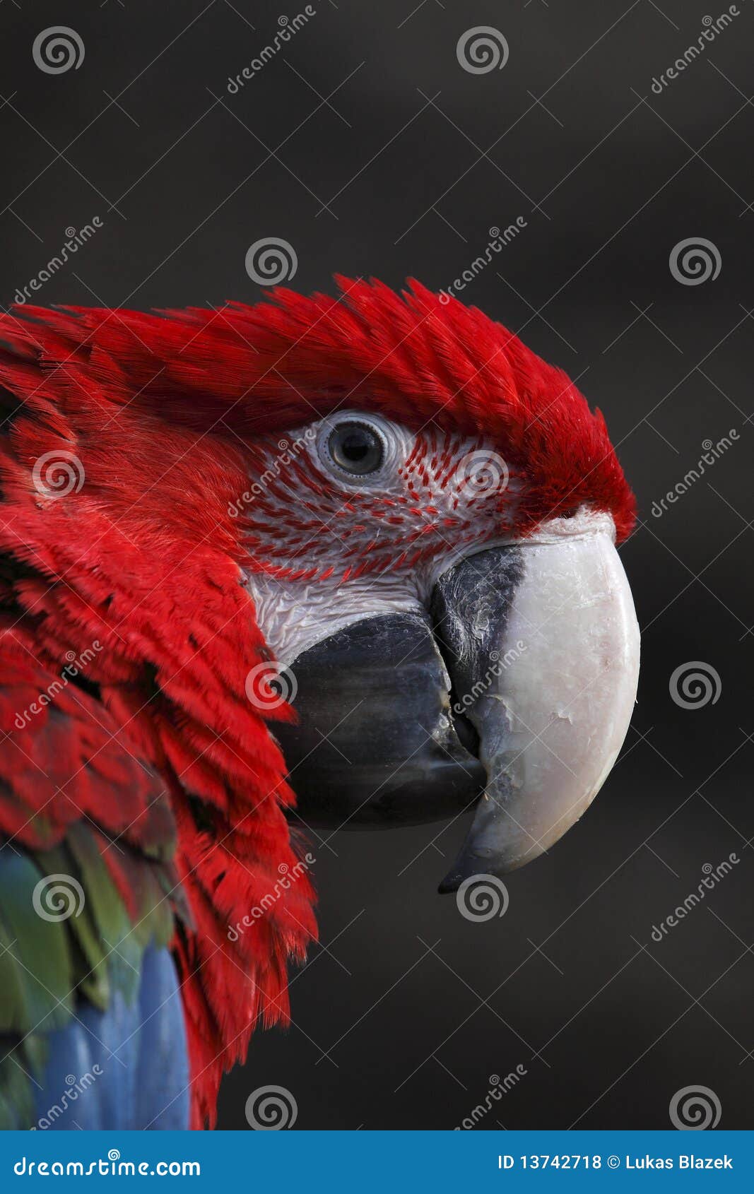 Detail Van Rode Cubaanse Ara Stock Foto - Image of nave, cubaans: 13742718