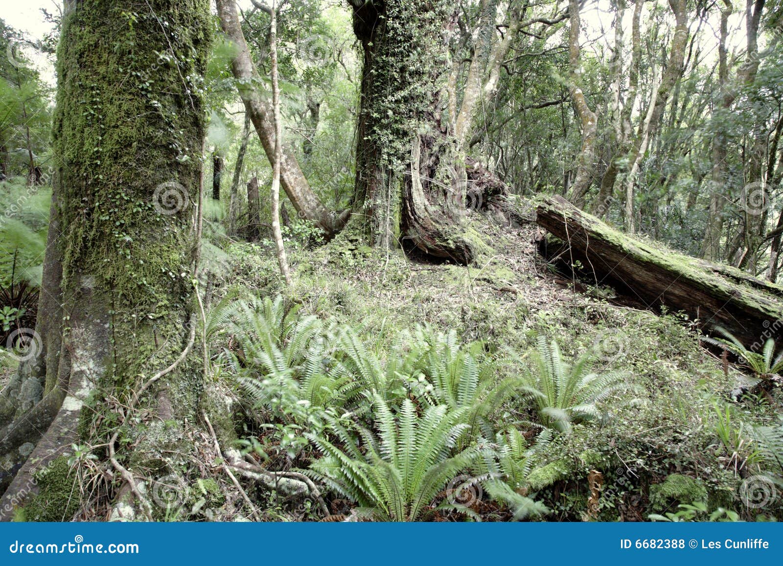 Detail van tropisch bos stock foto. Image of tropisch - 6682388