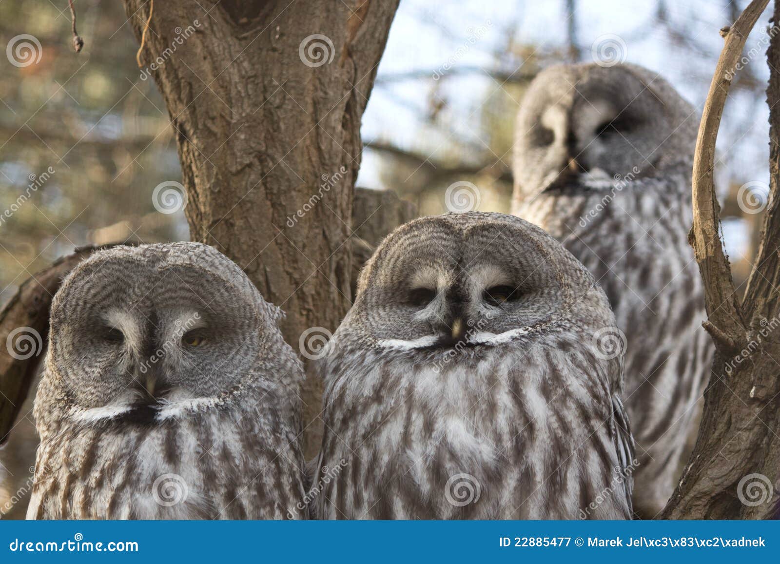 Detail van uilen stock afbeelding. Image of hoofden, groep - 22885477
