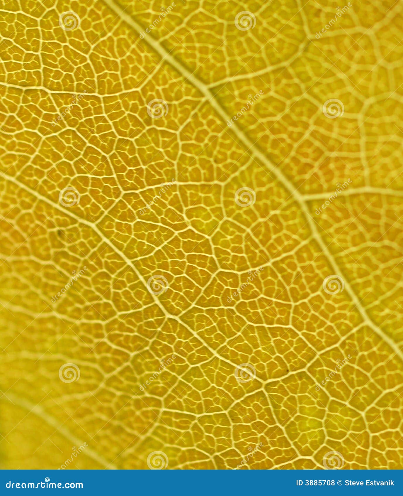 Detail, vein pattern stock photo. Image of yellow, organic - 3885708