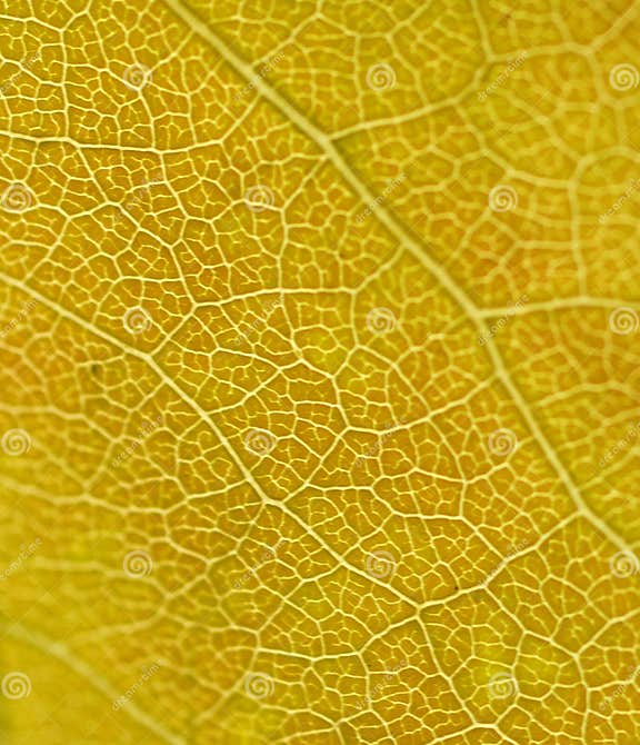 Detail, vein pattern stock photo. Image of yellow, organic - 3885708