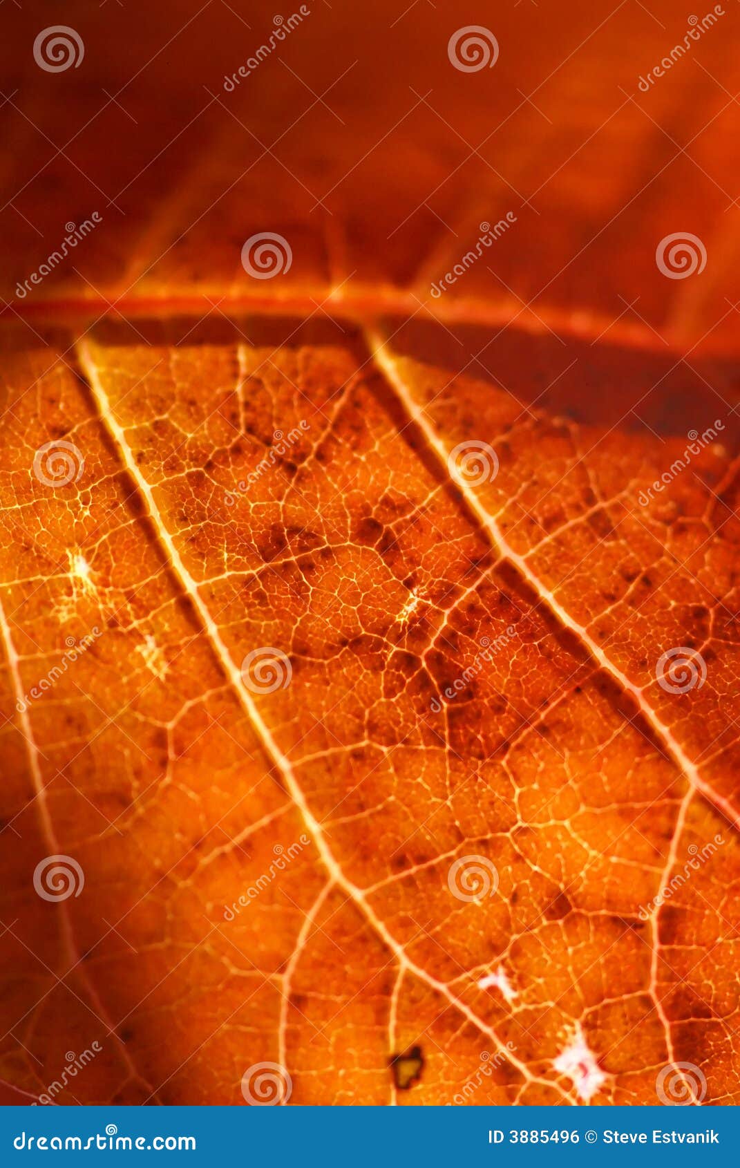 Detail, Vein Pattern in Red Stock Photo - Image of nature, capillary ...