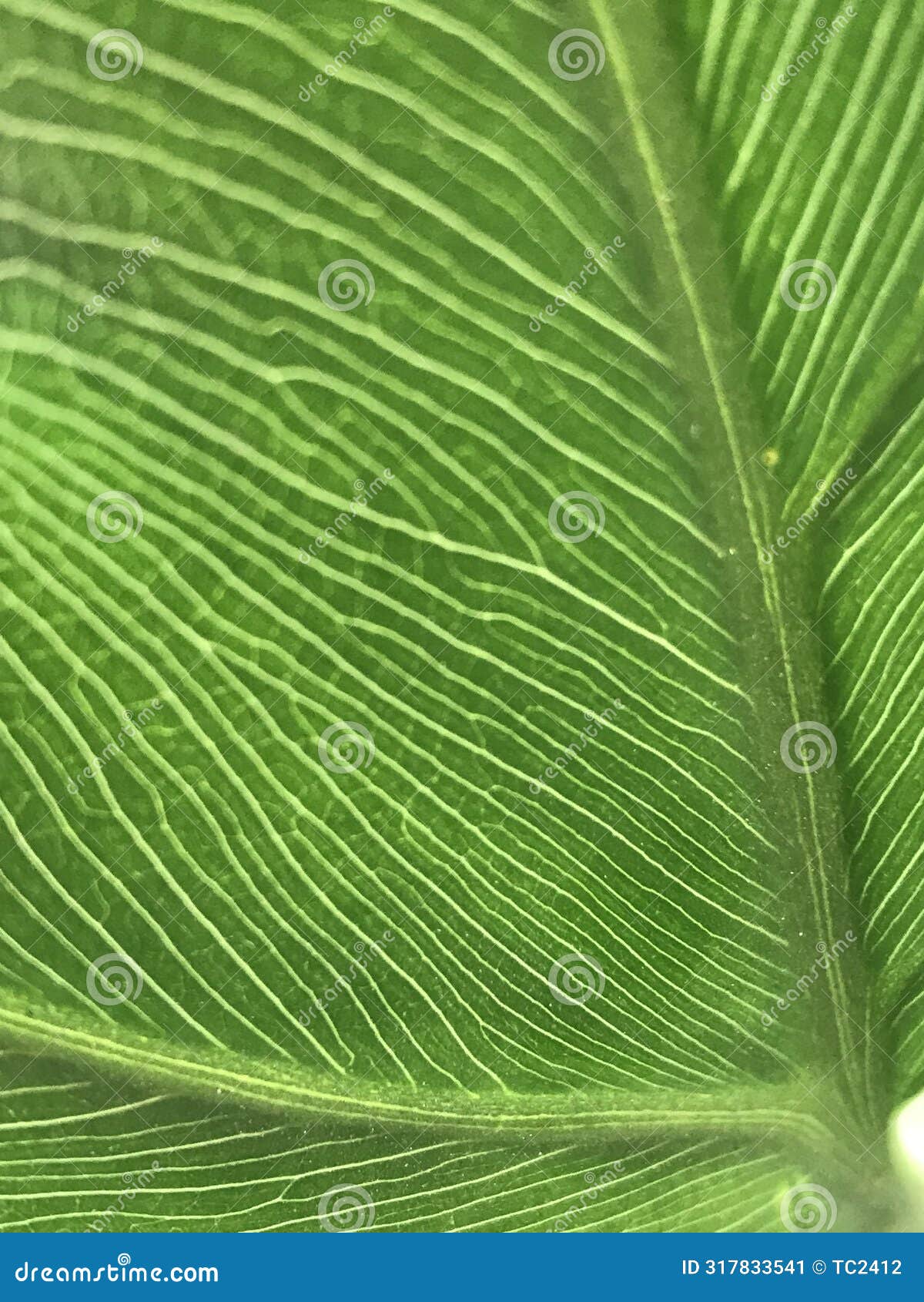 Detail of the Veins of a Leaf. Stock Image - Image of biology ...
