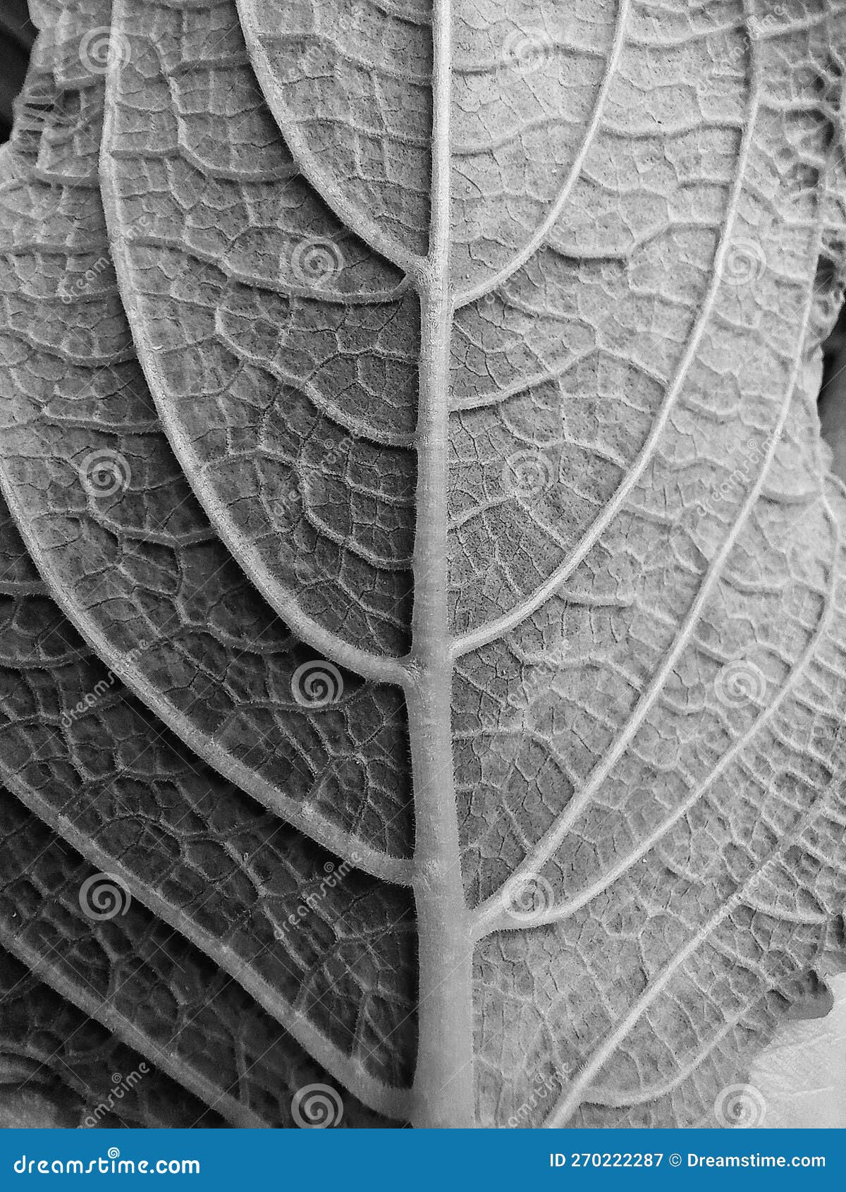 Detail of Venations in Leaf Stock Image - Image of branch, sketch ...