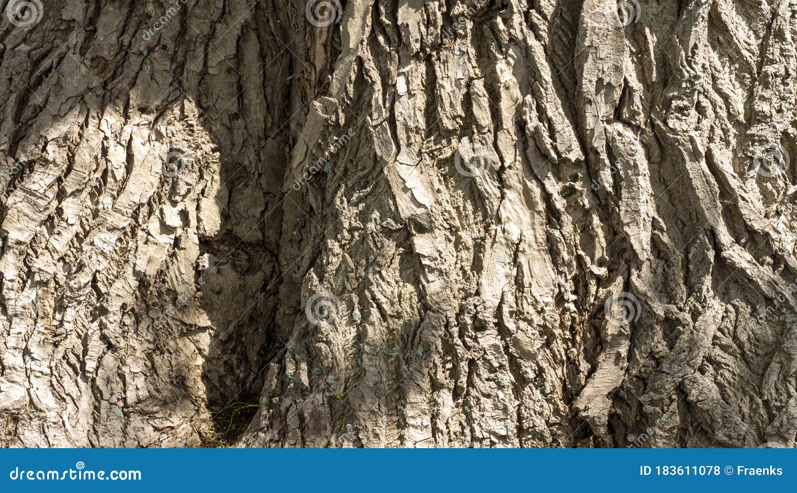 Poplar tree bark stock photo. Image of botanical, natural - 183611078