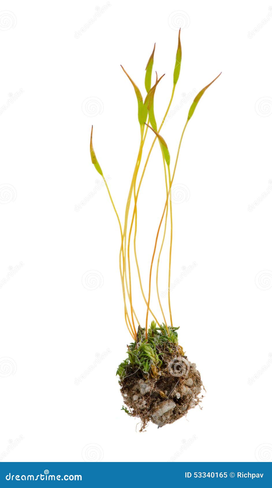 Detail of Very Small Moss Piece Stock Image - Image of fresh, detail ...