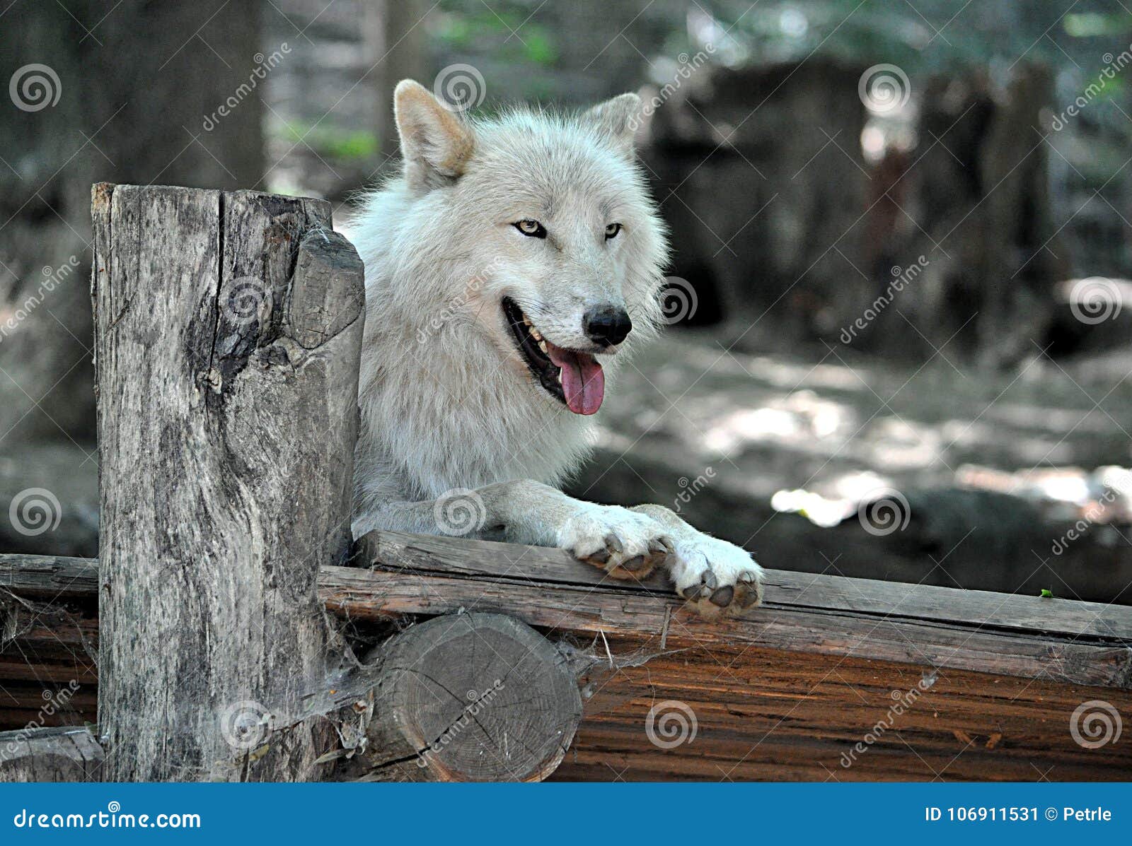 Animal whte wolf stock image. Image of europe, summer - 106911531