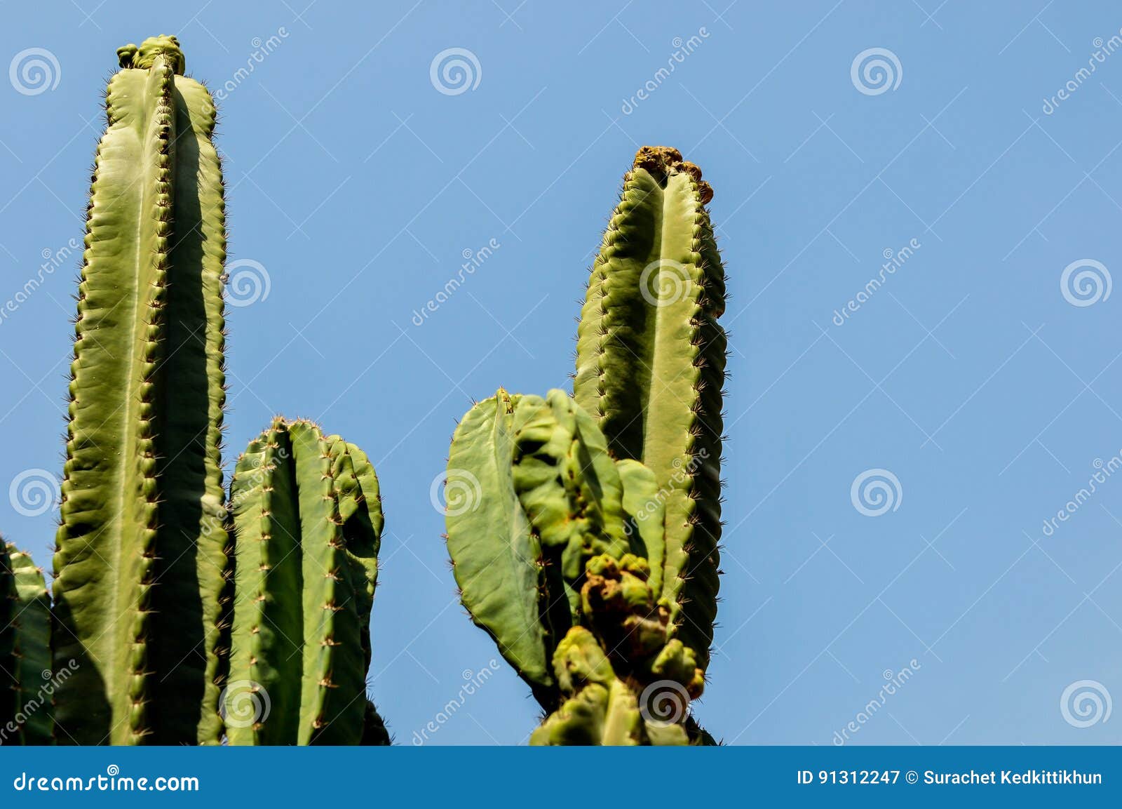 DETAIL VIEW of the CARDON CACTUS Stock Image - Image of park, mexico ...
