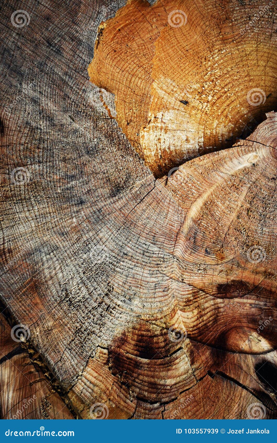 Dry Oak Wood Stem Texture Stock Image | CartoonDealer.com #104894281