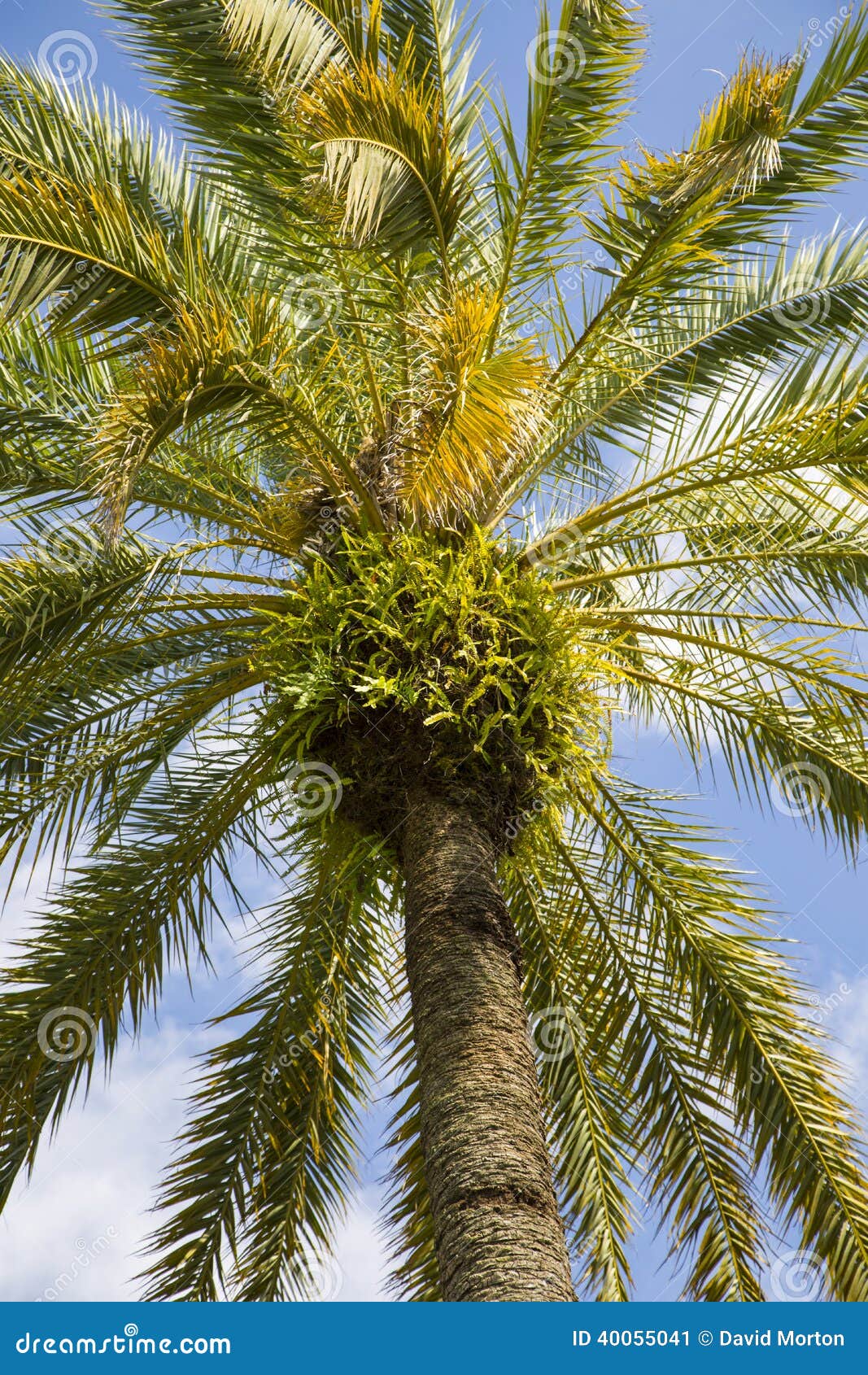 Detail View of Palmtree Top Stock Image - Image of brown, palmtree ...