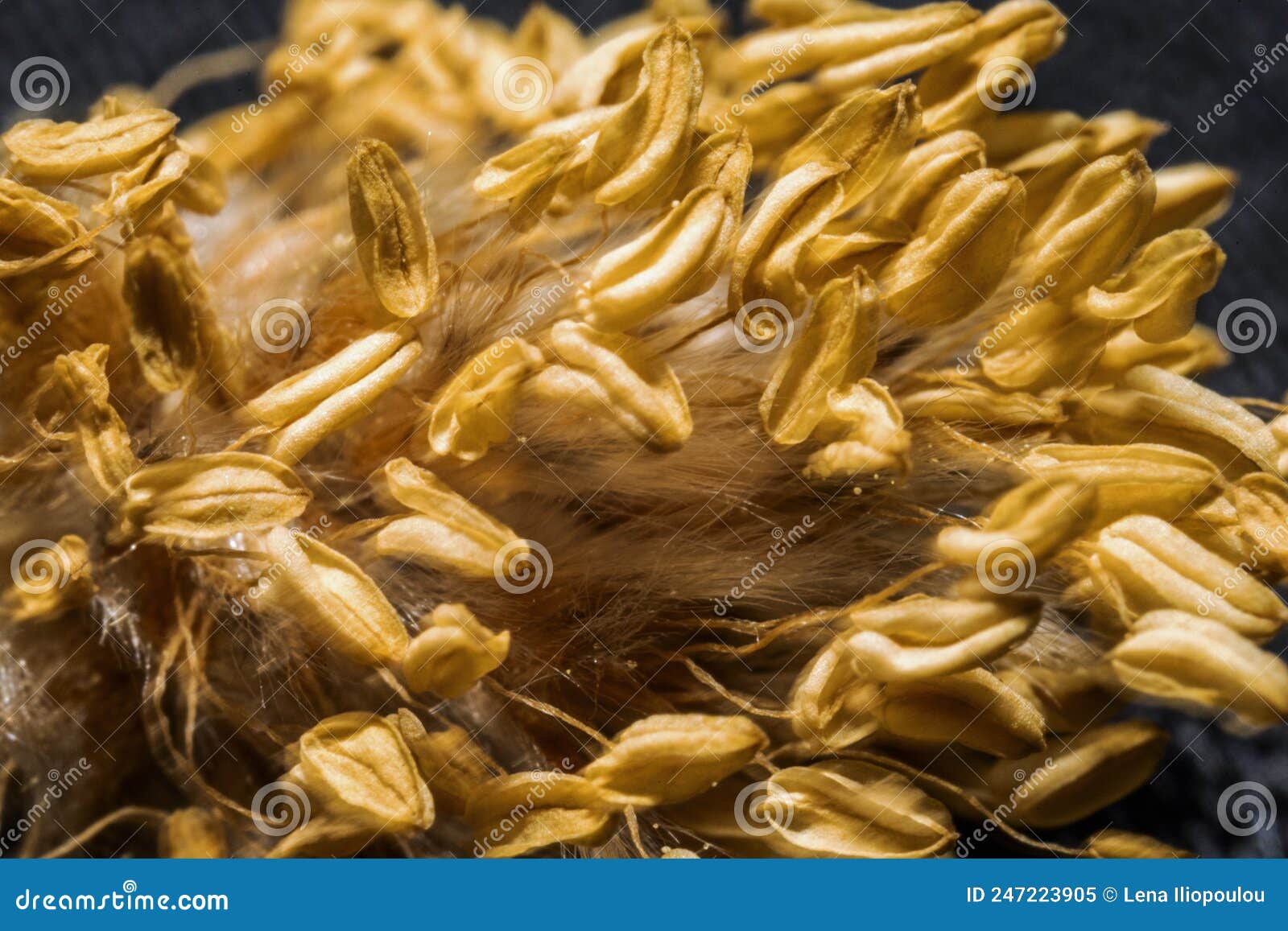Detail View of the Pollen of a Beech Tree Stock Image - Image of ...