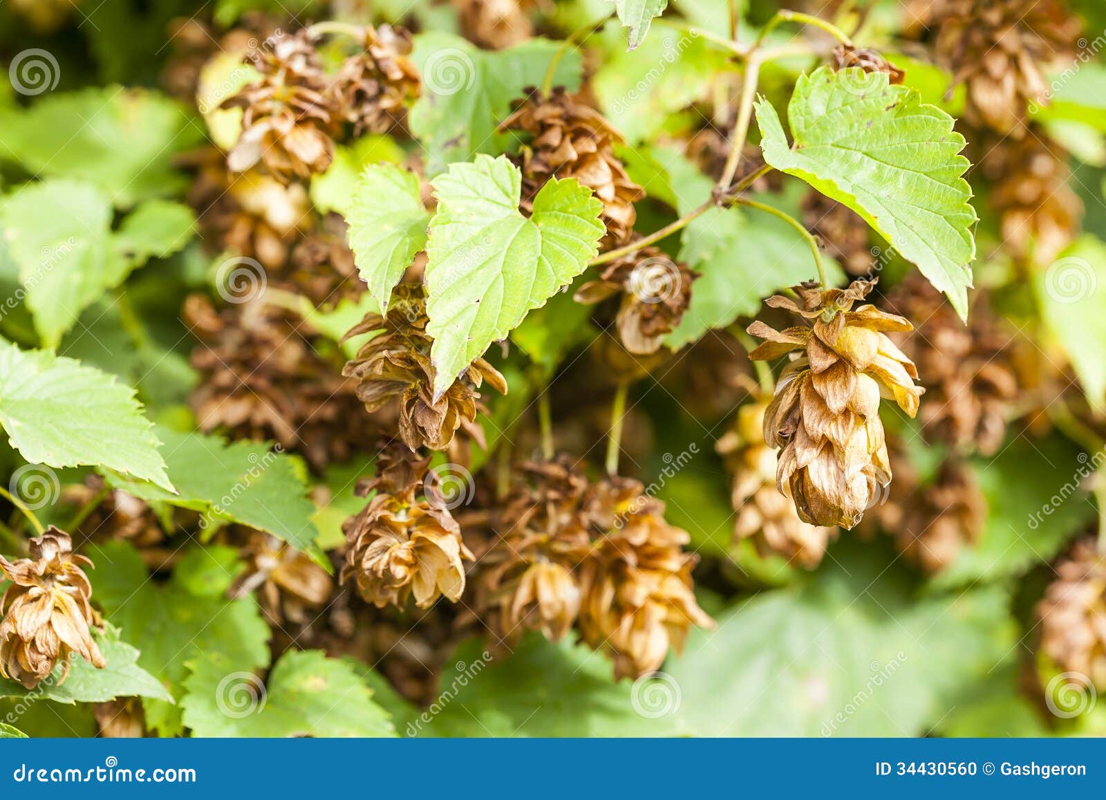 Detail View of Some Hop Cones. Stock Photo - Image of nature, cones ...